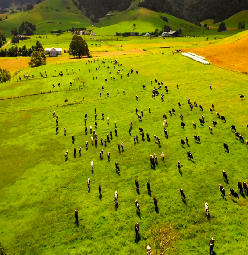 SNI VN GLOBAL COMPANY LIMITED - sni